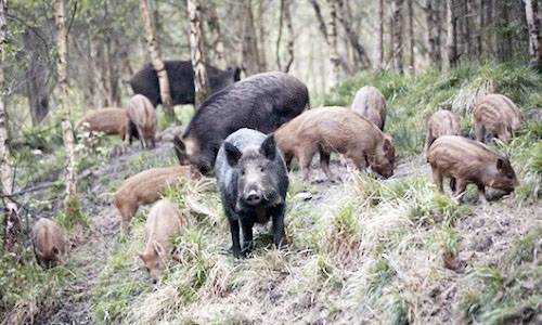 Αφρικανική πανώλη στη «γειτονιά» μας-Συμβουλές και μέτρα προφύλαξης από ...