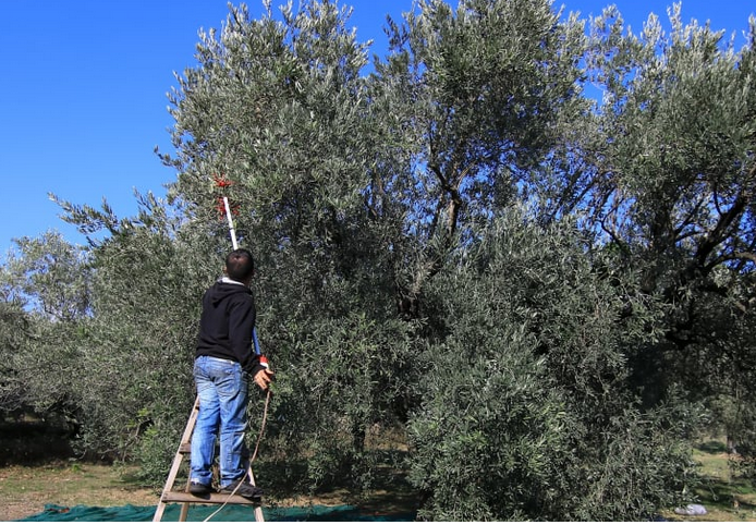 Παράταση για υποβολή αιτημάτων για κατά παρέκκλιση μετάκληση εργατών γης