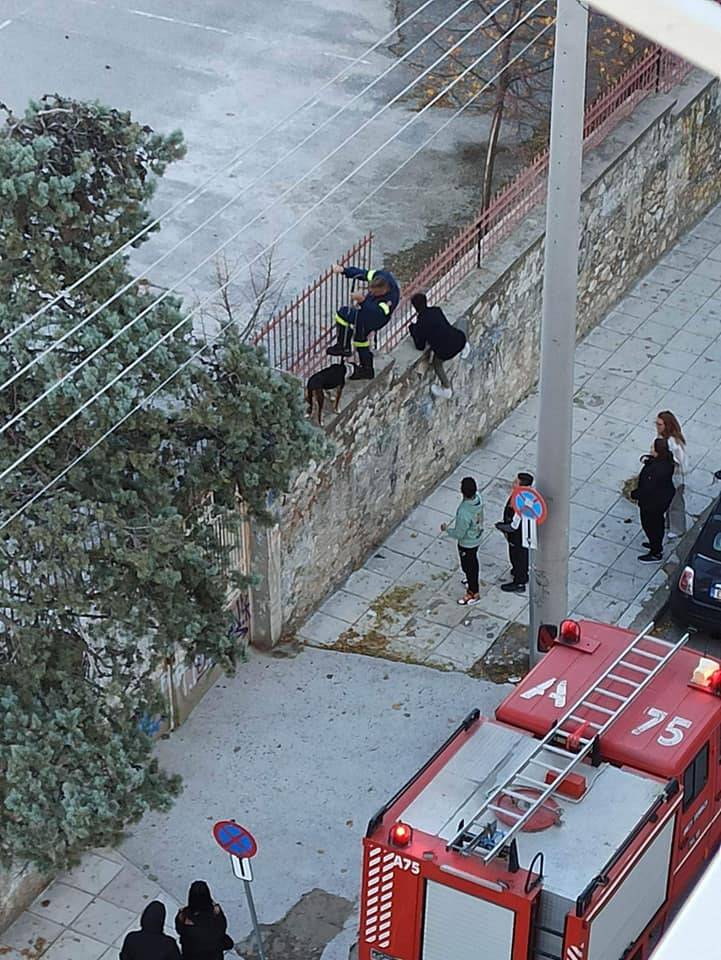 Αδέσποτο σκυλί «σφήνωσε» στα κάγκελα του 1ου Γυμνασίου Ξάνθης - Έκκληση ...